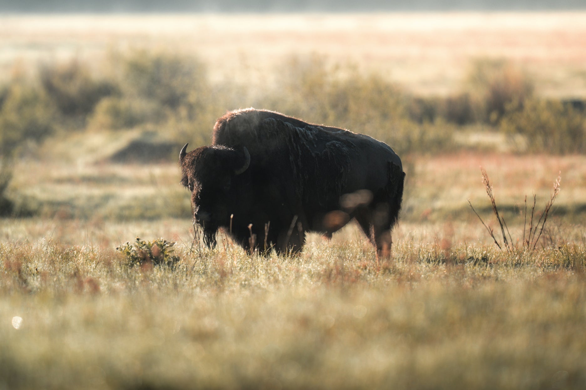 Buffalo Without Borders – Jacques Marie Mage