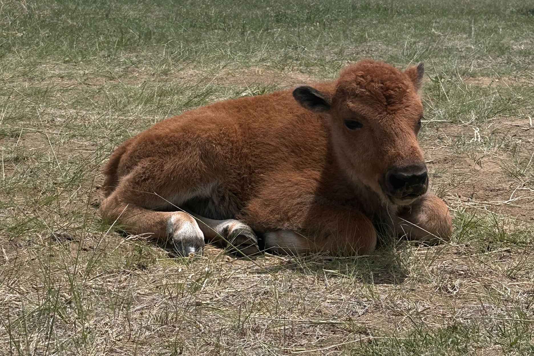 The Future Is Ruby Red – Jacques Marie Mage